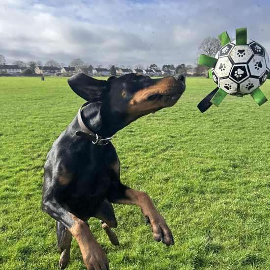 PawKick™ - Soccer Ball For Dogs – Love Happy Pets